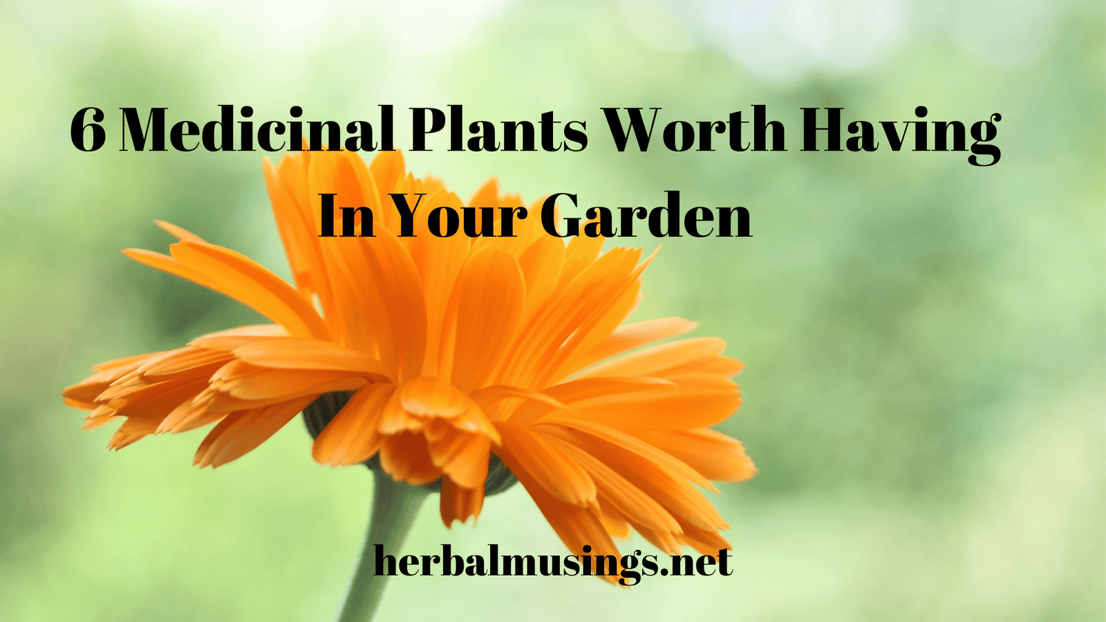 6 Medicinal Plants Worth Having In Your Garden - Herbal Musings