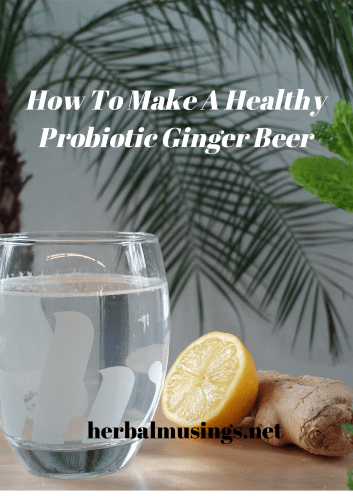 Ginger Beer How To Make A Healthy Probiotic Drink - Herbal Musings