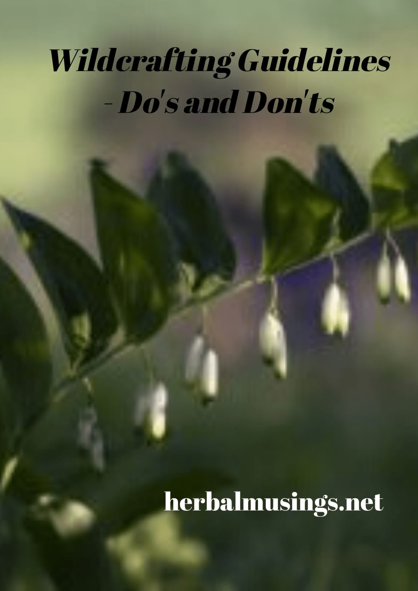 Wildcrafting Guidelines – Do’s and Don’ts - Herbal Musings
