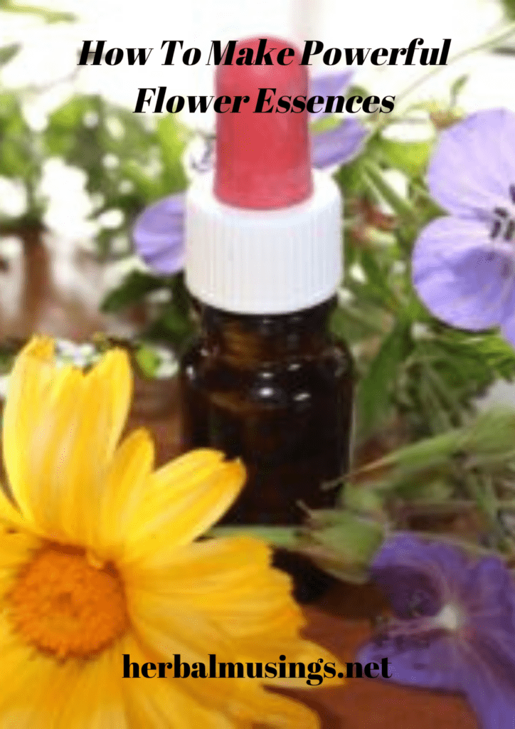 How To Make Powerful Flower Essences - Herbal Musings