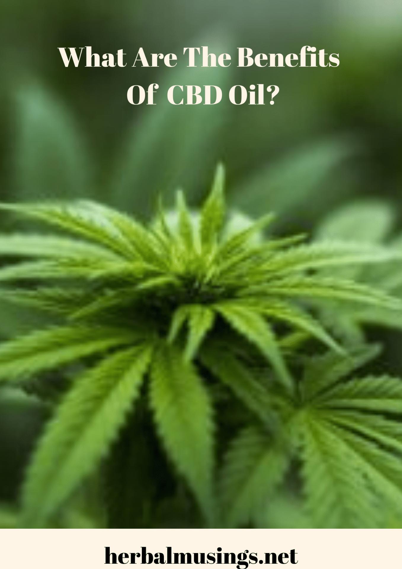 What Are The Benefits Of CBD Oil? - Herbal Musings