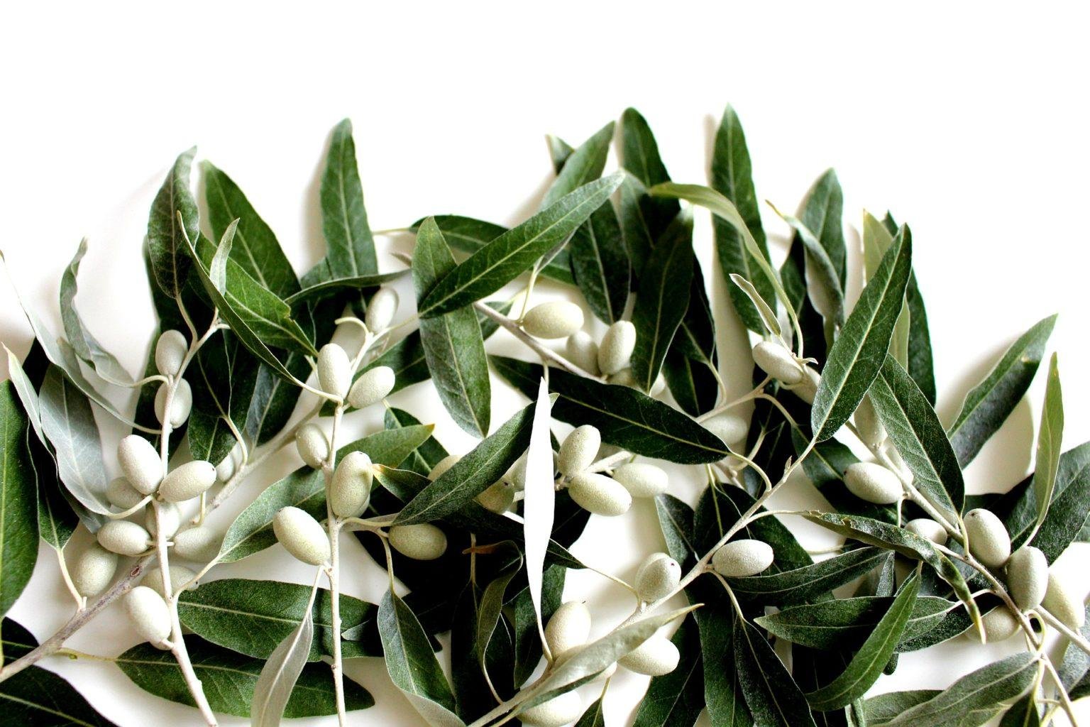 Boost Your Immune System Using Herbs - Herbal Musings