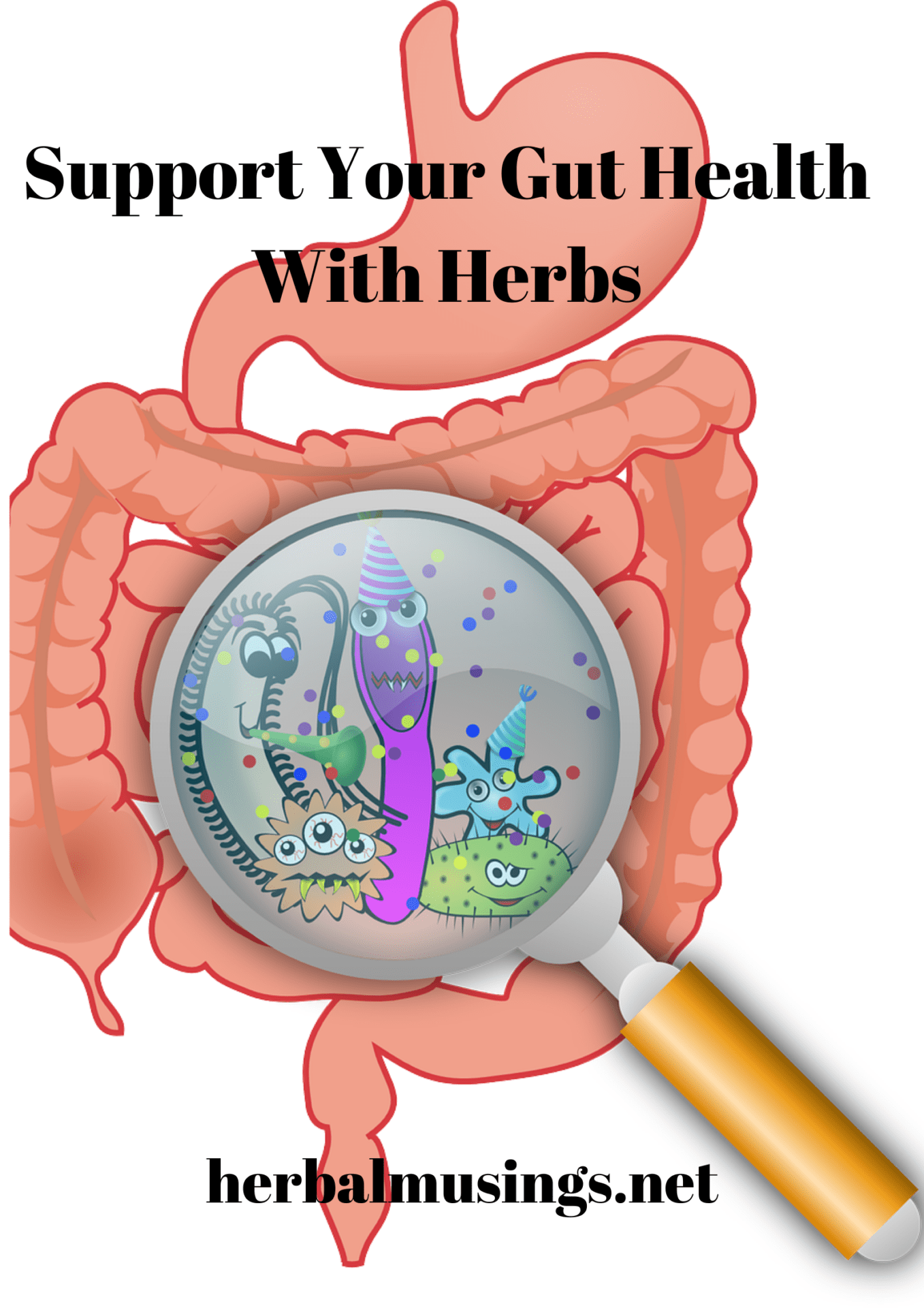 Support Your Gut Health With Herbs - Herbal Musings