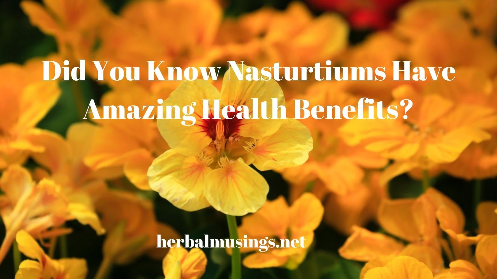 Did You Know Nasturtiums Have Amazing Health Benefits? - Herbal Musings