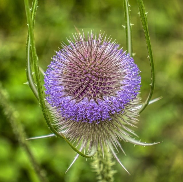 What Is The Teasel Plant? Are There Health Benefits? - Herbal Musings